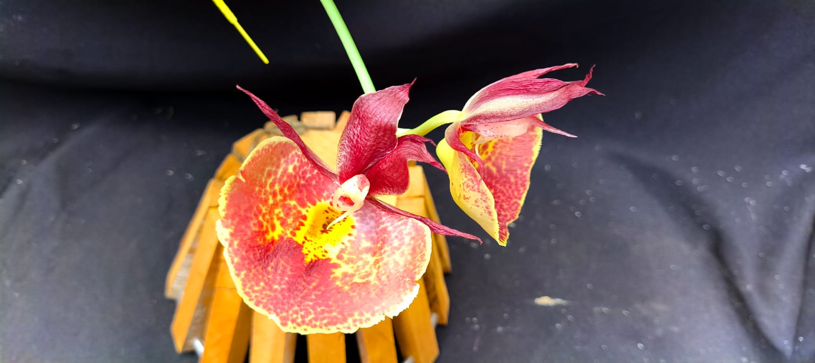 Catasetum Susan Fuchs x João Stivali- adulto - Orquídario Durval Ferreira