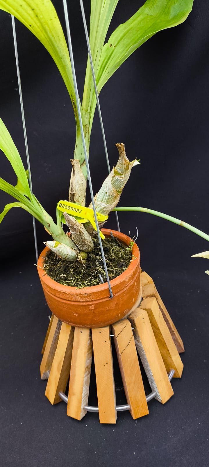 Catasetum Susan Fuchs - adulto-2 - Orquídario Durval Ferreira