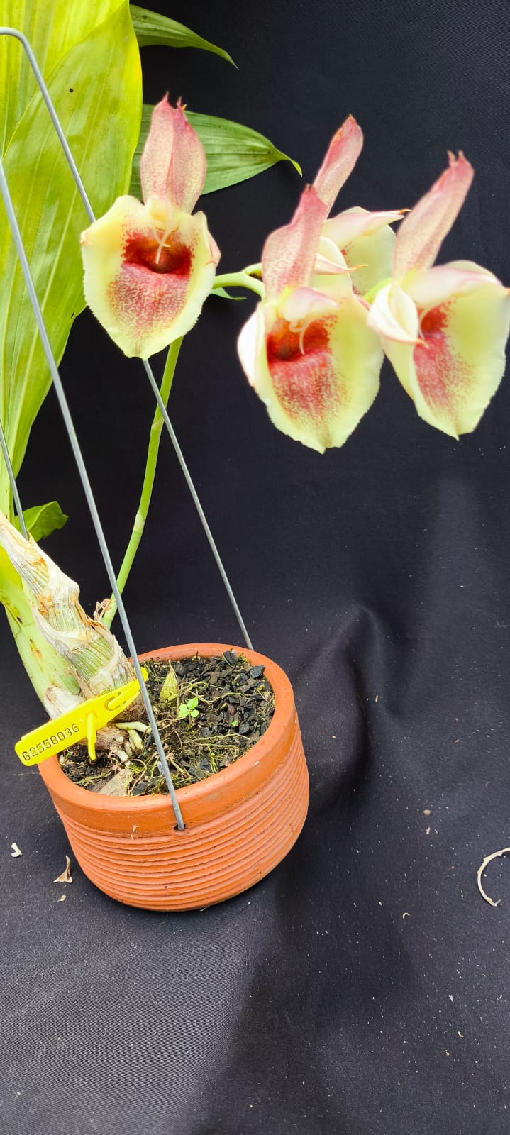 Catasetum Susan Fuchs - adulto-3 - Orquídario Durval Ferreira