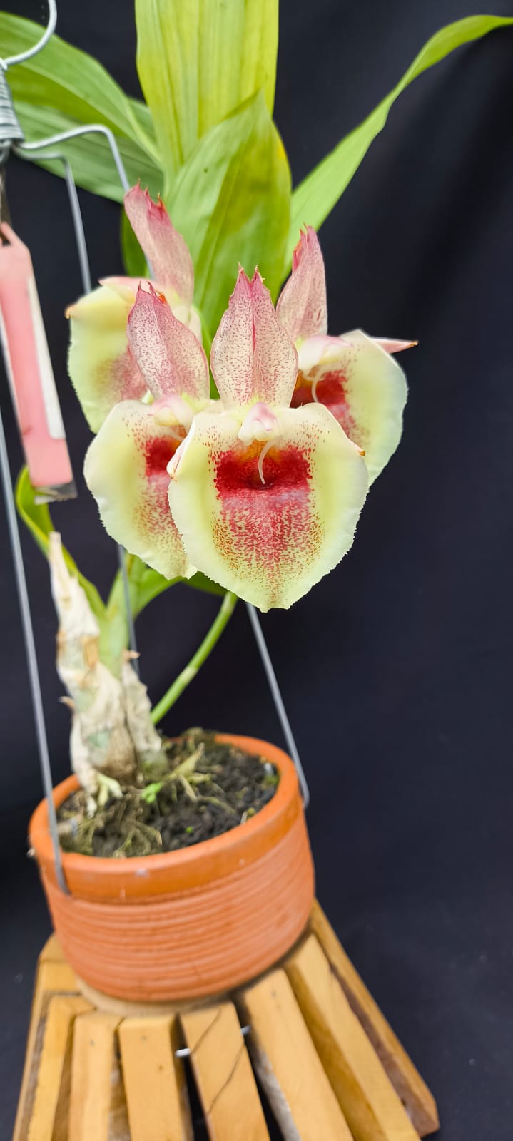 Catasetum Susan Fuchs - adulto-3 - Orquídario Durval Ferreira