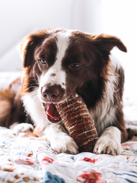 Traqueia Bovina - Natuka