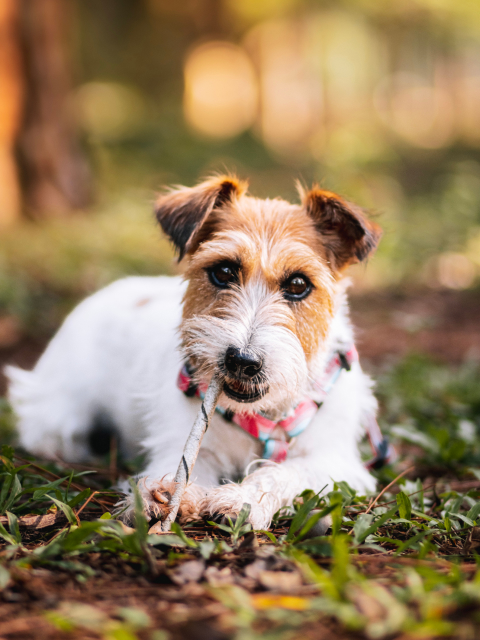 Palitinho Bovino - Natuka