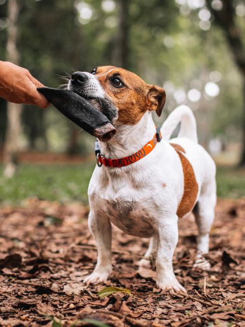 Orelha Bovina - Natuka