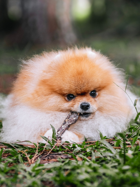 Natuka Bifinho | Mastigável 100% Natural para Pets - Natuka