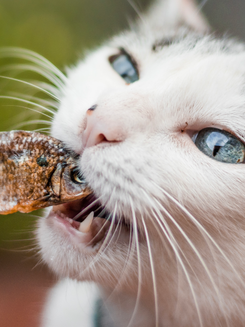 Piaba Natuka - Petisco irresistível para o seu pet - Natuka