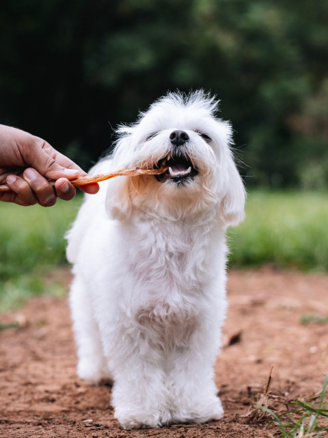 kit opções variadas mordedores mastigáveis petisco de agrado - Natuka