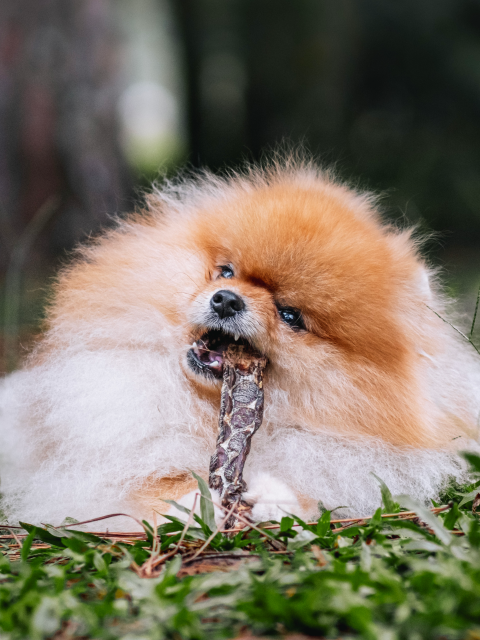 Natuka Uni Bifinho - Natuka