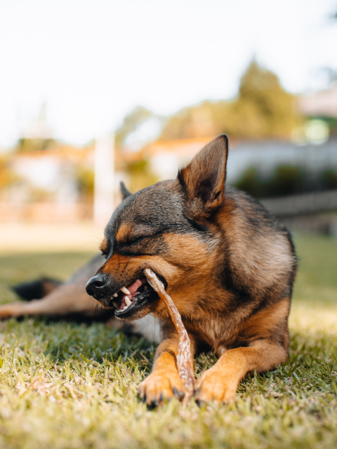 Box Natuka Uni Pocky - 20und - Natuka