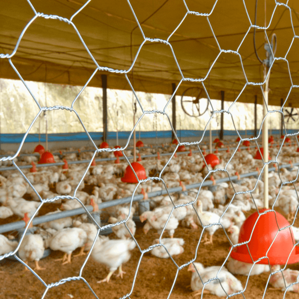 Tela Galinheiro Belgo Hexanet - Malha 2" Fio 23 1,5x50M - Tela Galinha ...