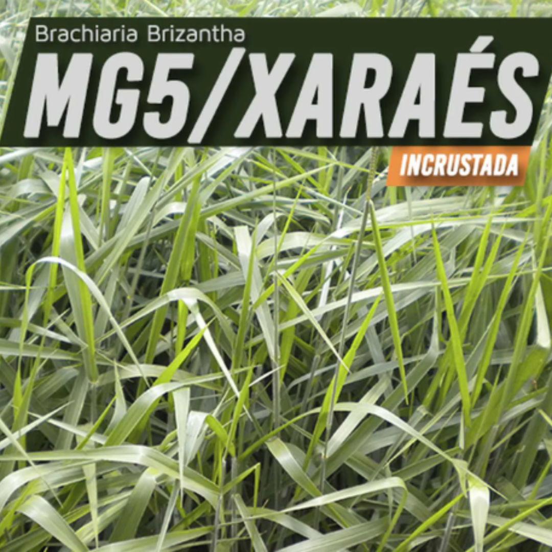 Sementes Brachiaria Brizantha Xaraes Mg-5 - AgroJão