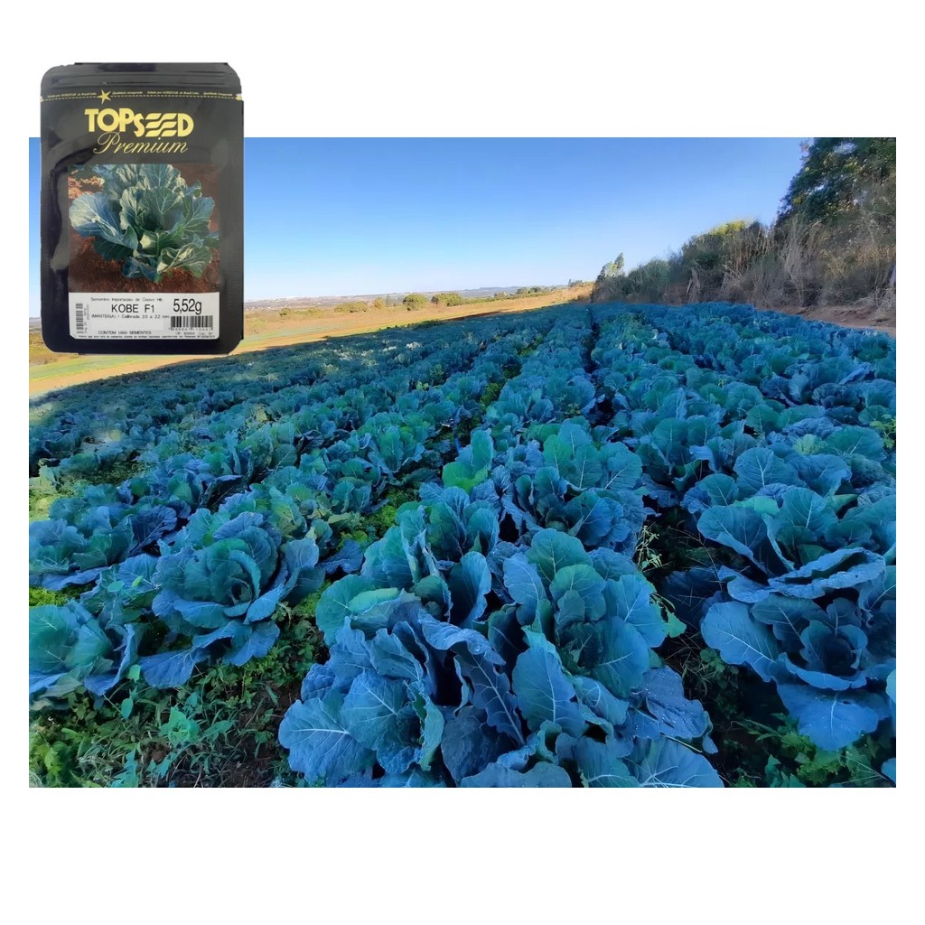 Semente de Couve Híbrida Manteiga Kobe F1 - 1000 sementes - TopSeed ...