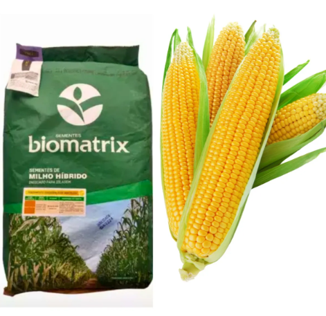 Semente de Milho Hibrido BM 207 - Com 2 KG silagem - AgroJão