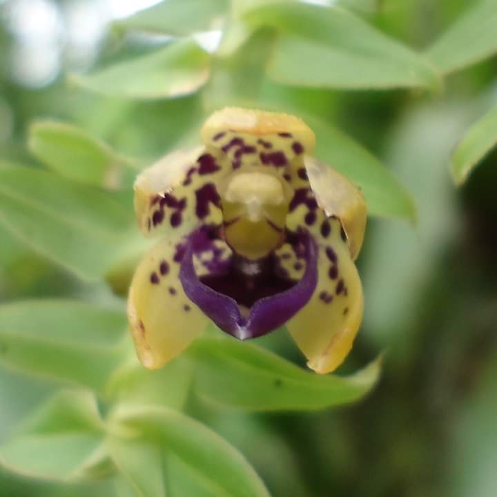 Dichaea Pendula - Orquidário Nhá Mercedes