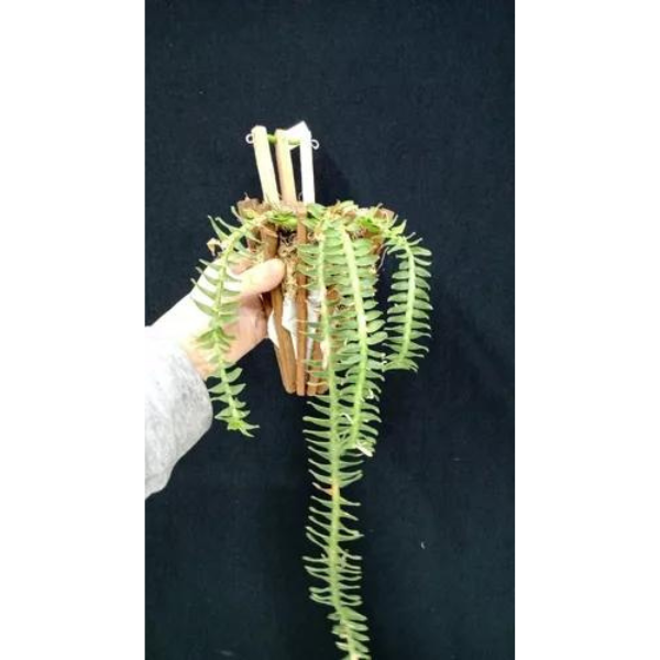 Dichaea Pendula - Orquidário Nhá Mercedes