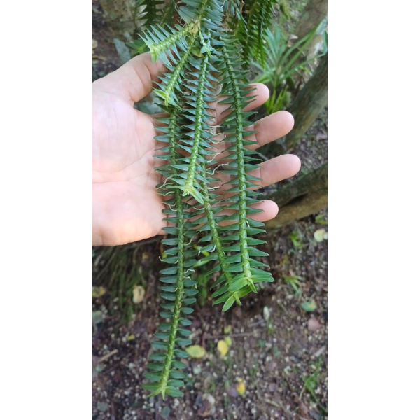 Dichaea Pendula - Orquidário Nhá Mercedes