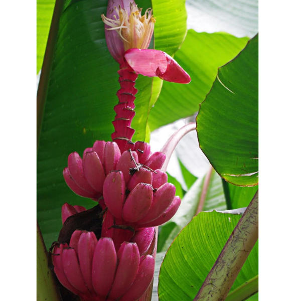 Banana Rosa - Musa Velutina - Orquidário Nhá Mercedes