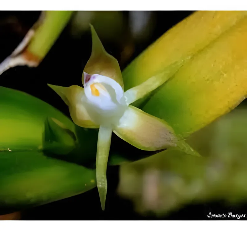 Prosthechea pygmaea - Orquidário Nhá Mercedes
