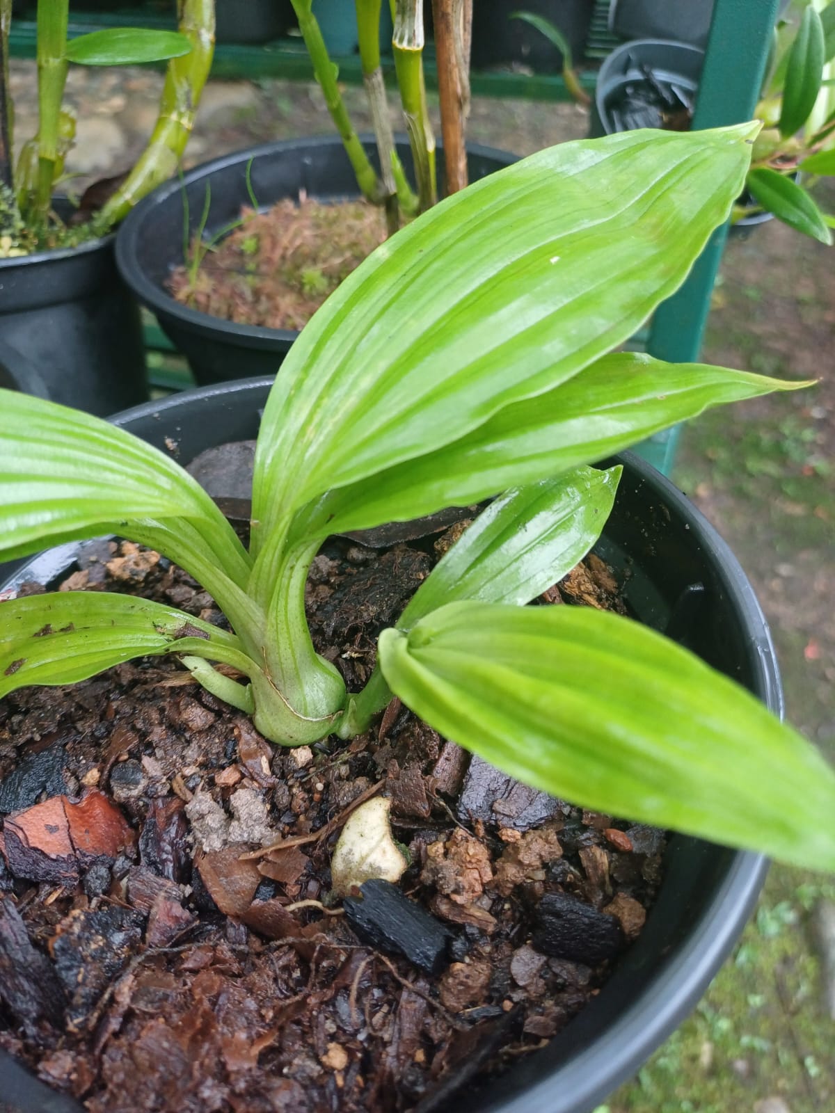 Phaius Tankervilleae Alba - Orquidário Nhá Mercedes