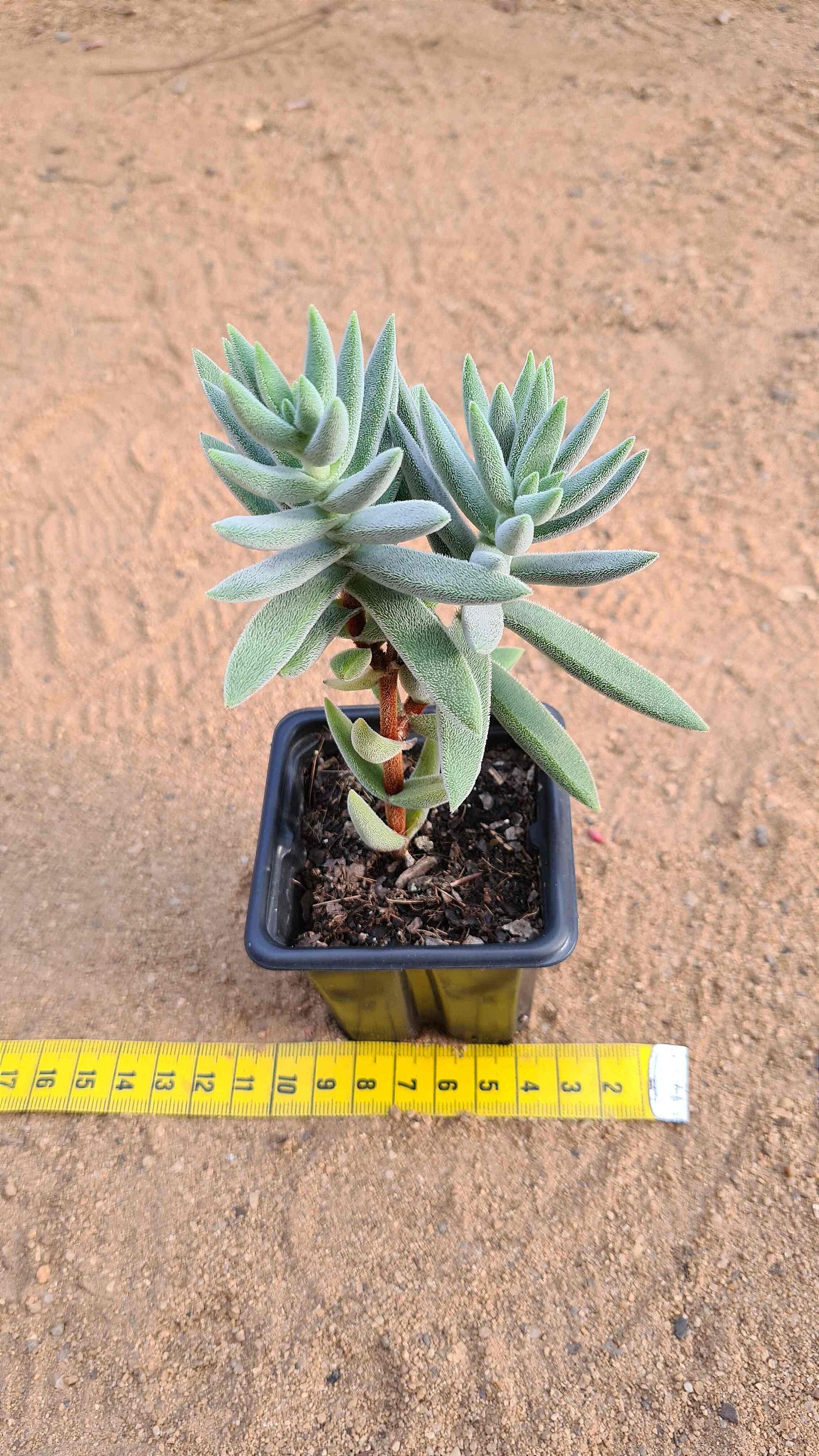 Crassula mesembryanthemoides tenelli - CACTUSCURITIBA