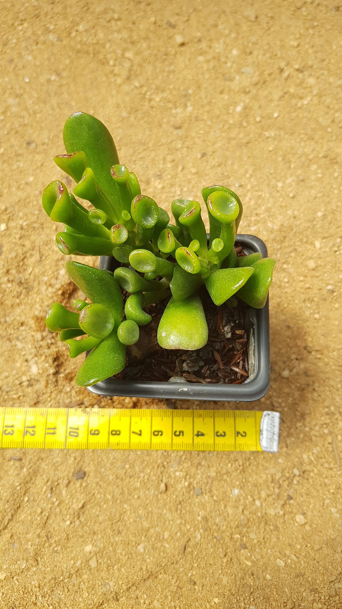 Crassula ovata gollum - CACTUSCURITIBA