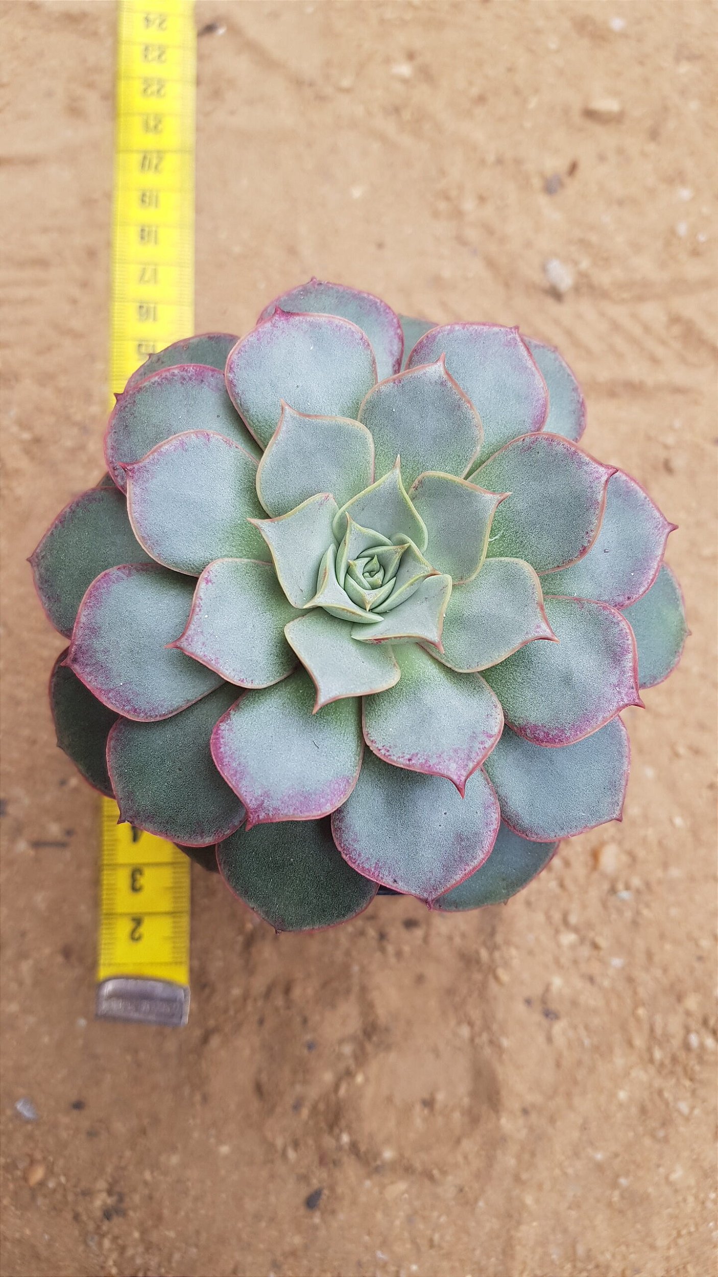 Echeveria longissima - CACTUSCURITIBA