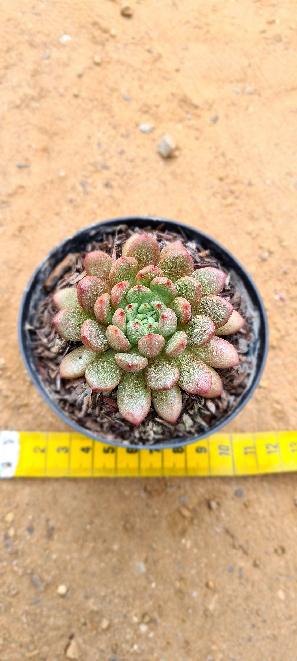 Graptoveria pink ruby / bashful - CACTUSCURITIBA