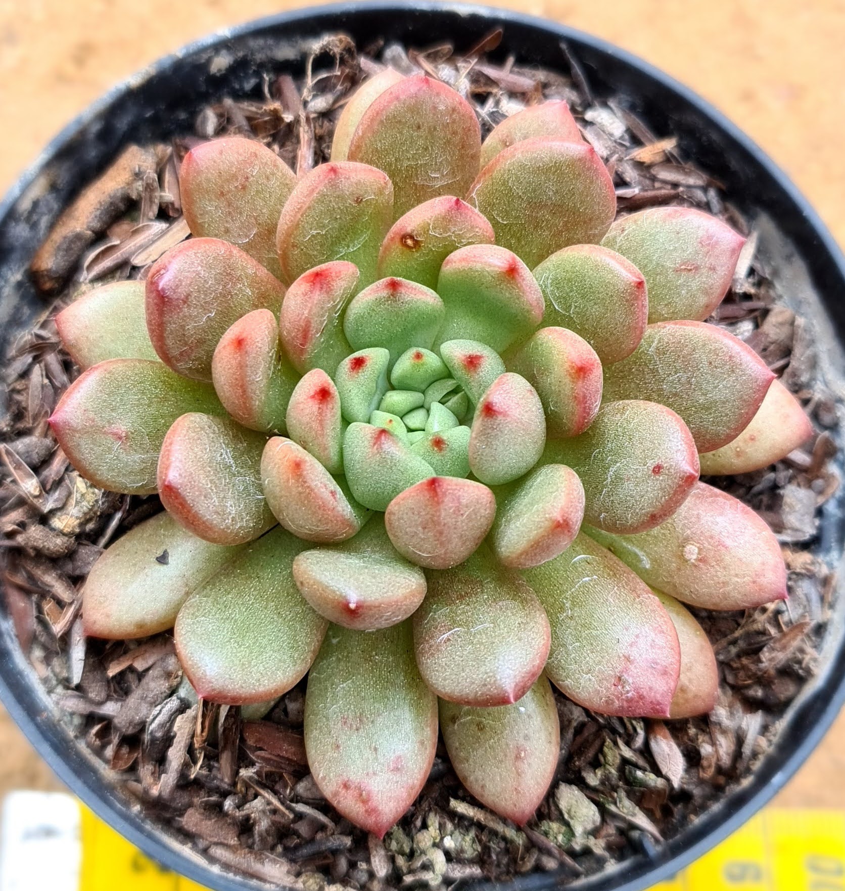 Graptoveria pink ruby / bashful - CACTUSCURITIBA