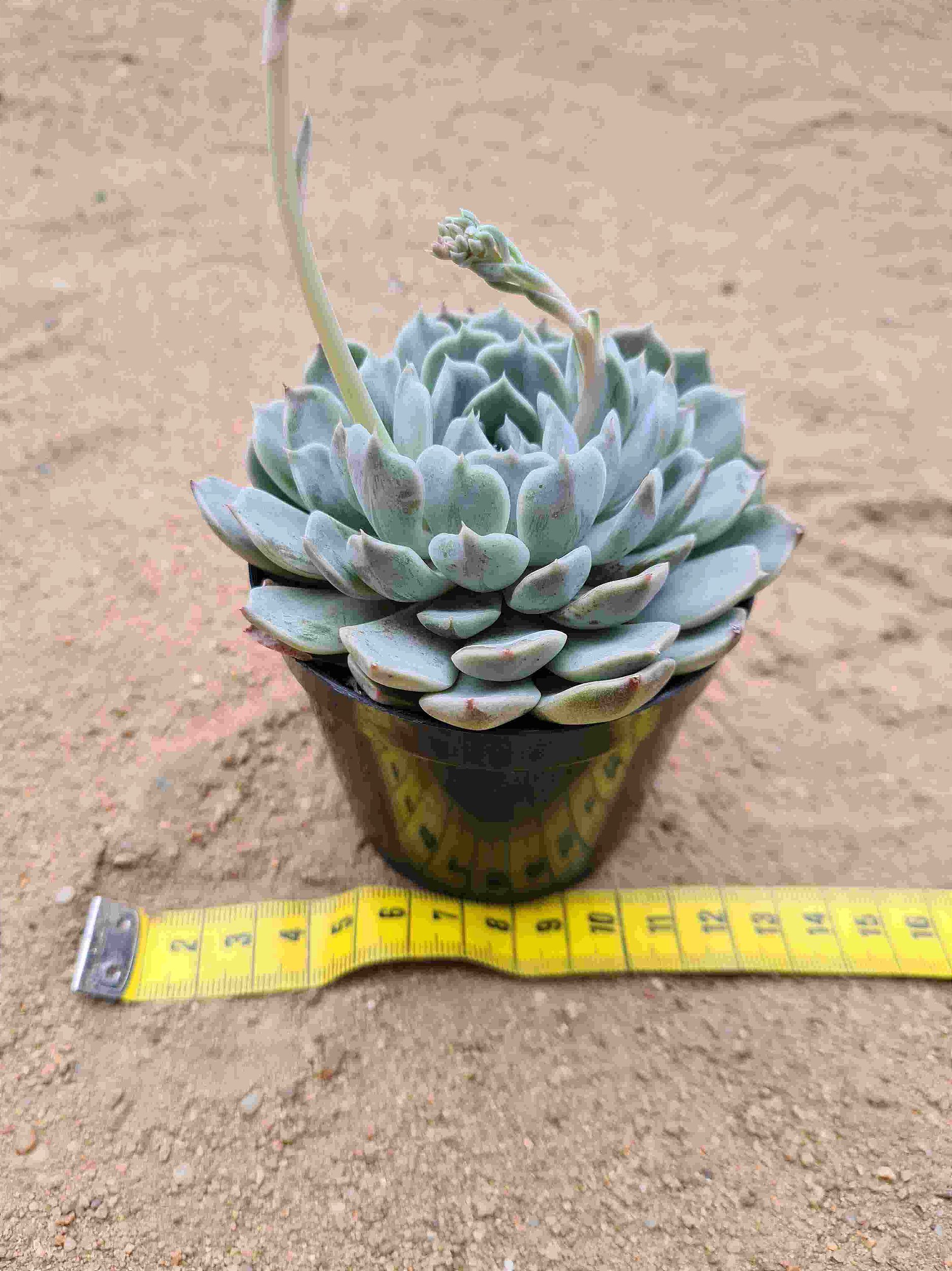 Echeveria mary bell - CACTUSCURITIBA