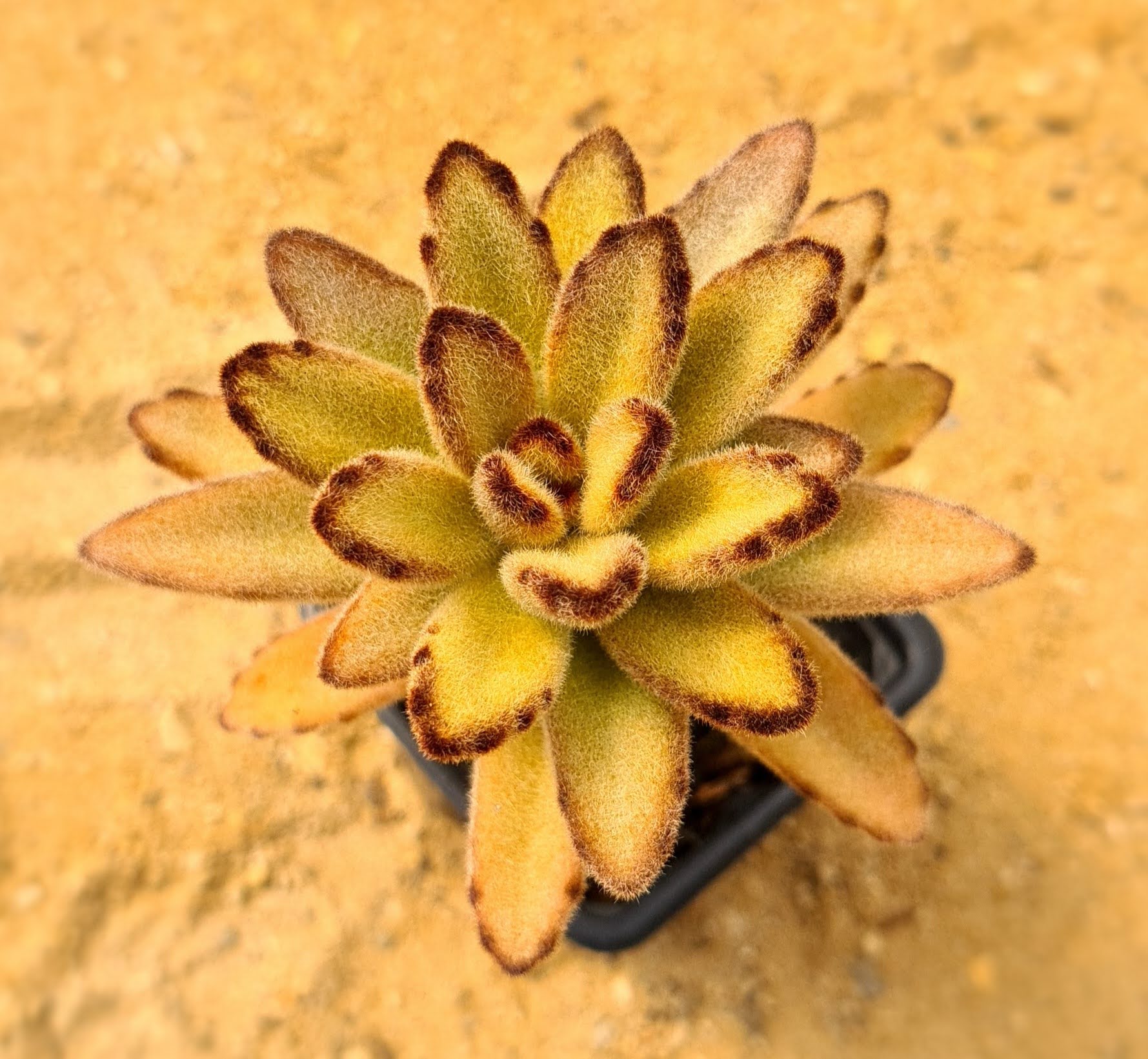 Kalanchoe tomentosa chocolate soldier - CACTUSCURITIBA