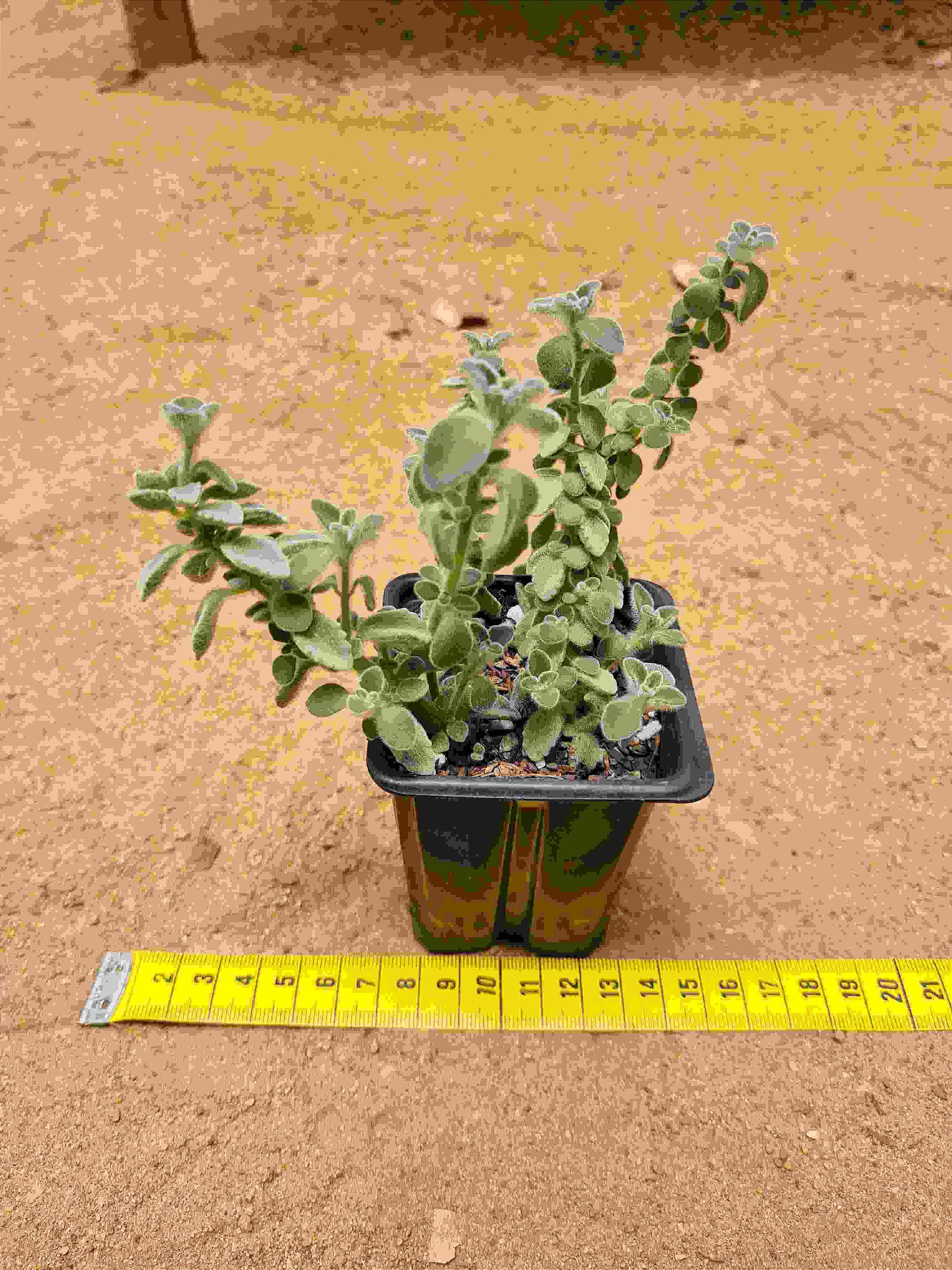 Plectranthus socotranus - CACTUSCURITIBA