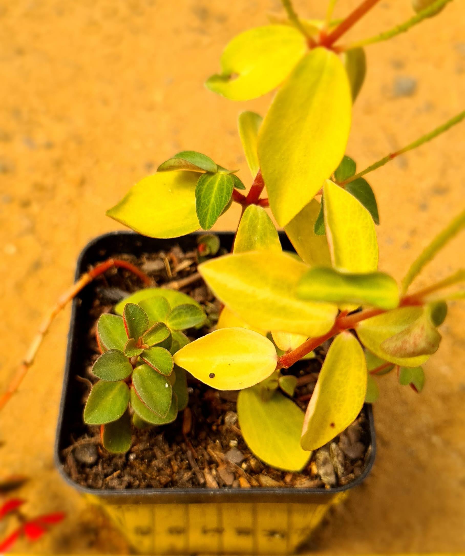 Peperomia Rubella - CACTUSCURITIBA
