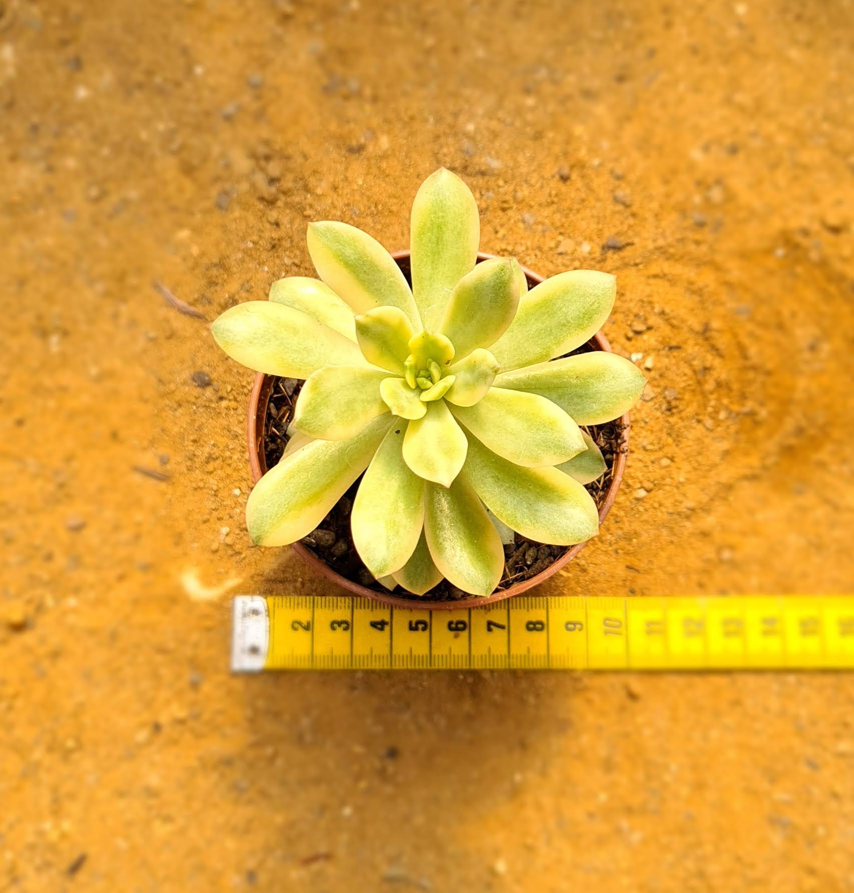 Echeveria mini belle variegata - CACTUSCURITIBA