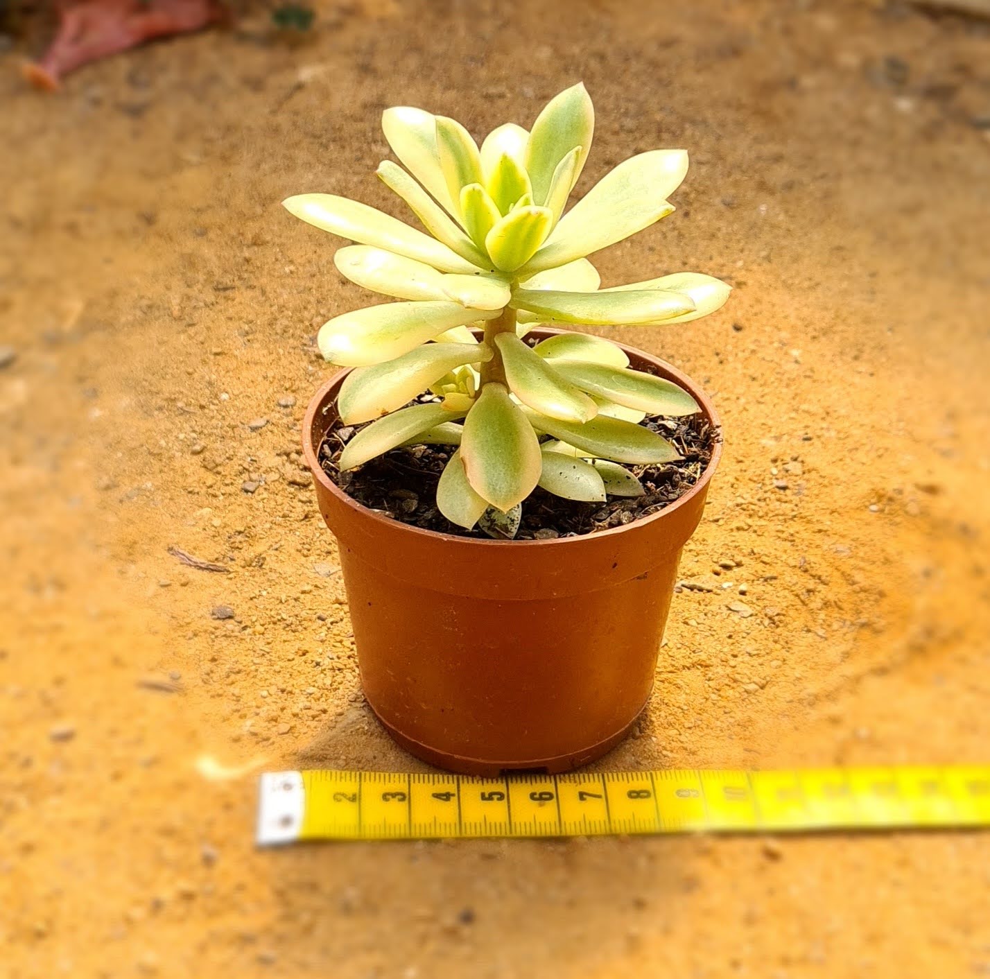 Echeveria mini belle variegata - CACTUSCURITIBA