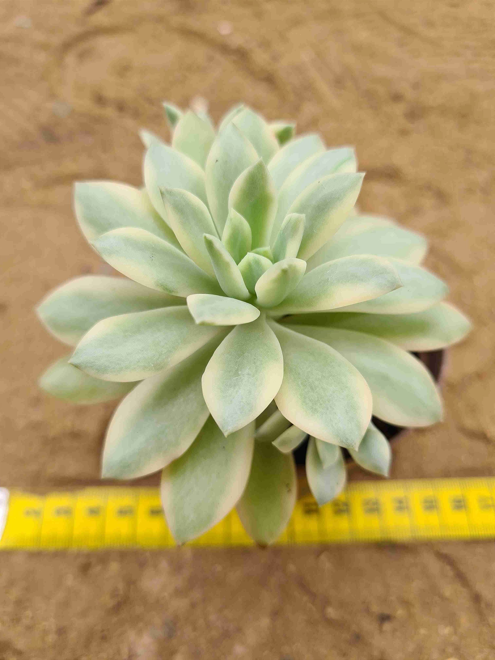 Echeveria mini belle variegata - CACTUSCURITIBA