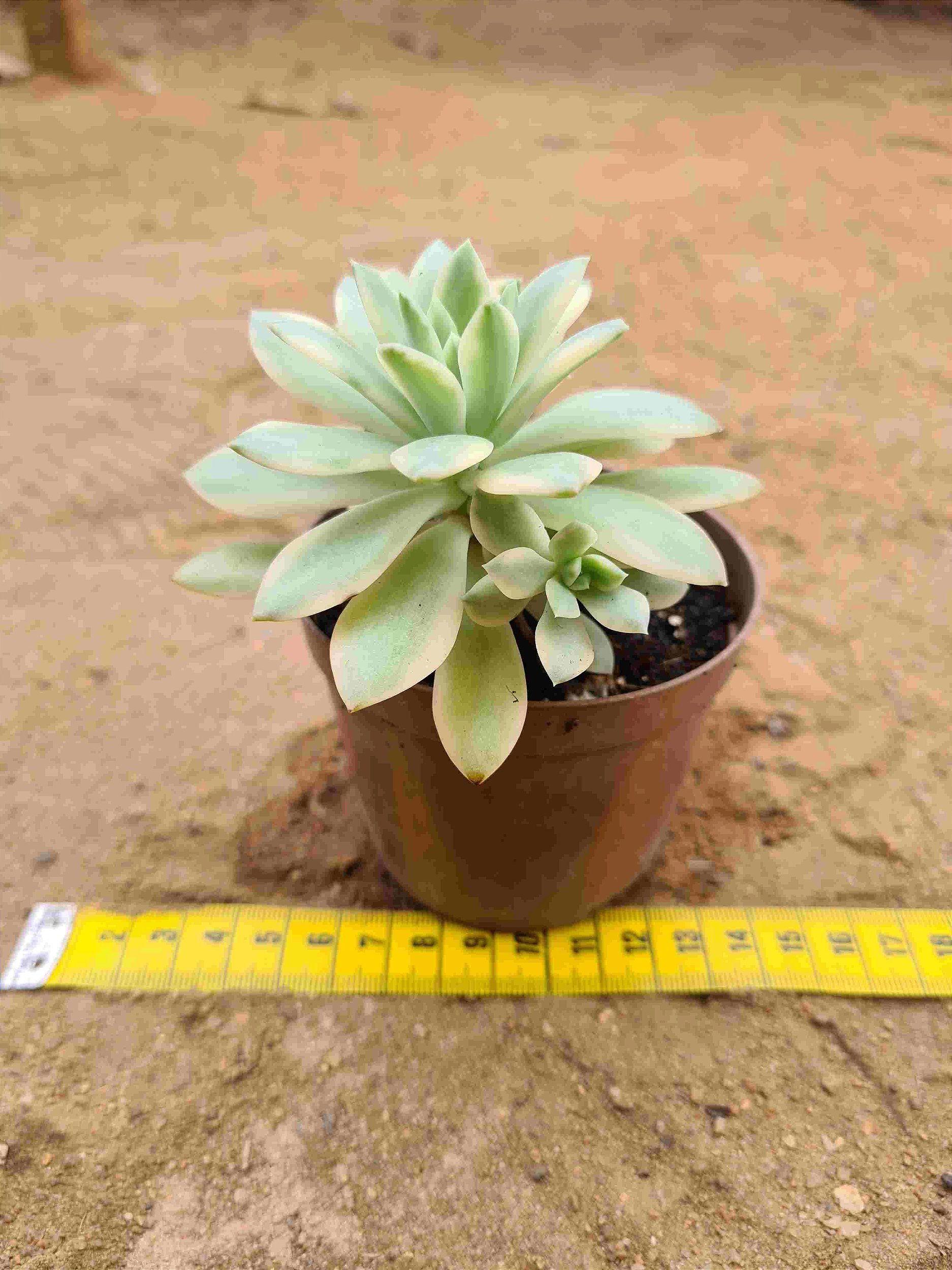 Echeveria mini belle variegata - CACTUSCURITIBA