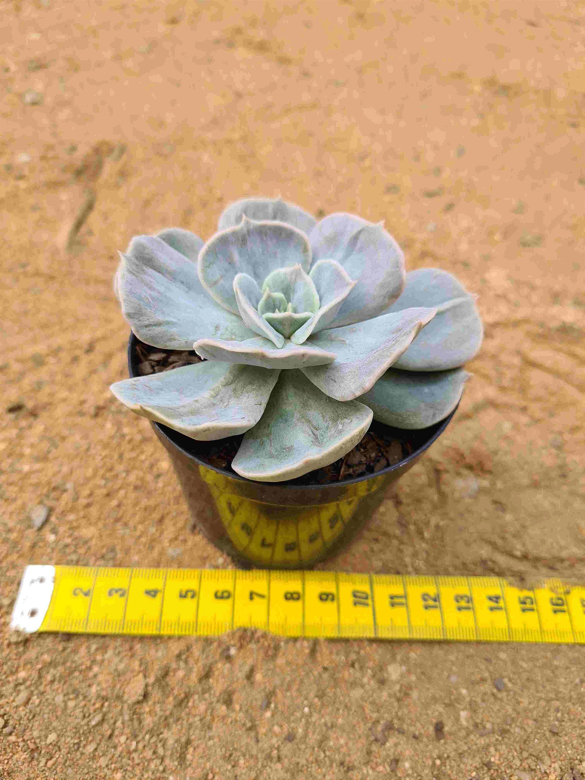 Echeveria marble magic ball - CACTUSCURITIBA