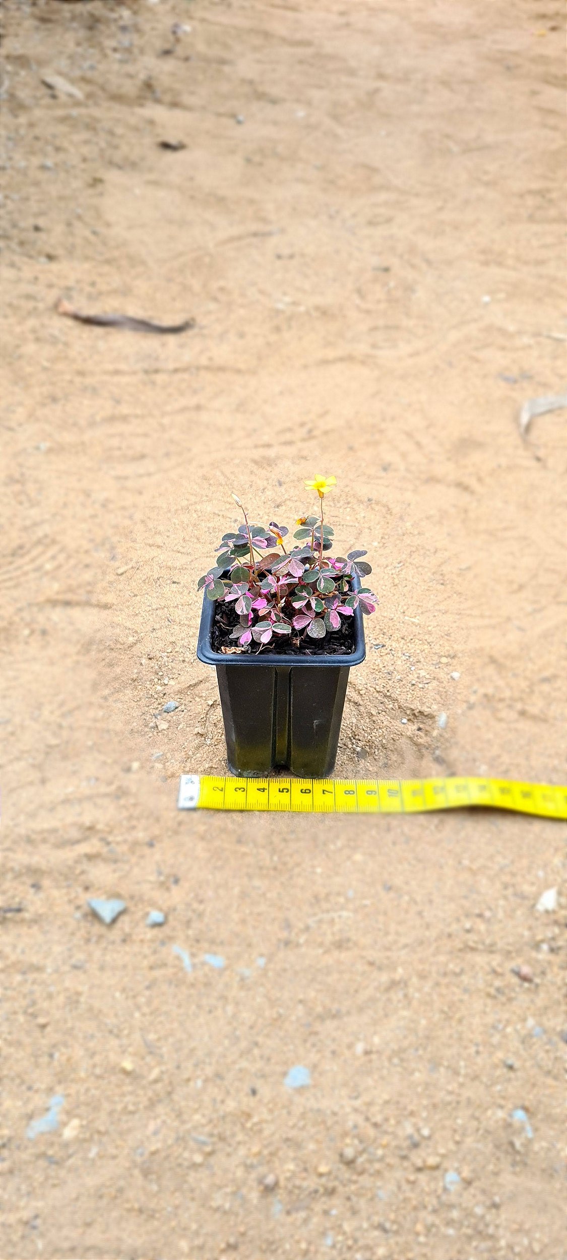 Trevo rosea variegata - CACTUSCURITIBA