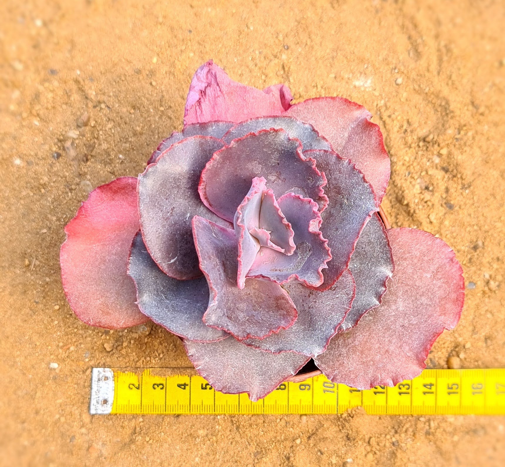 Echeveria Jane naylor - CACTUSCURITIBA