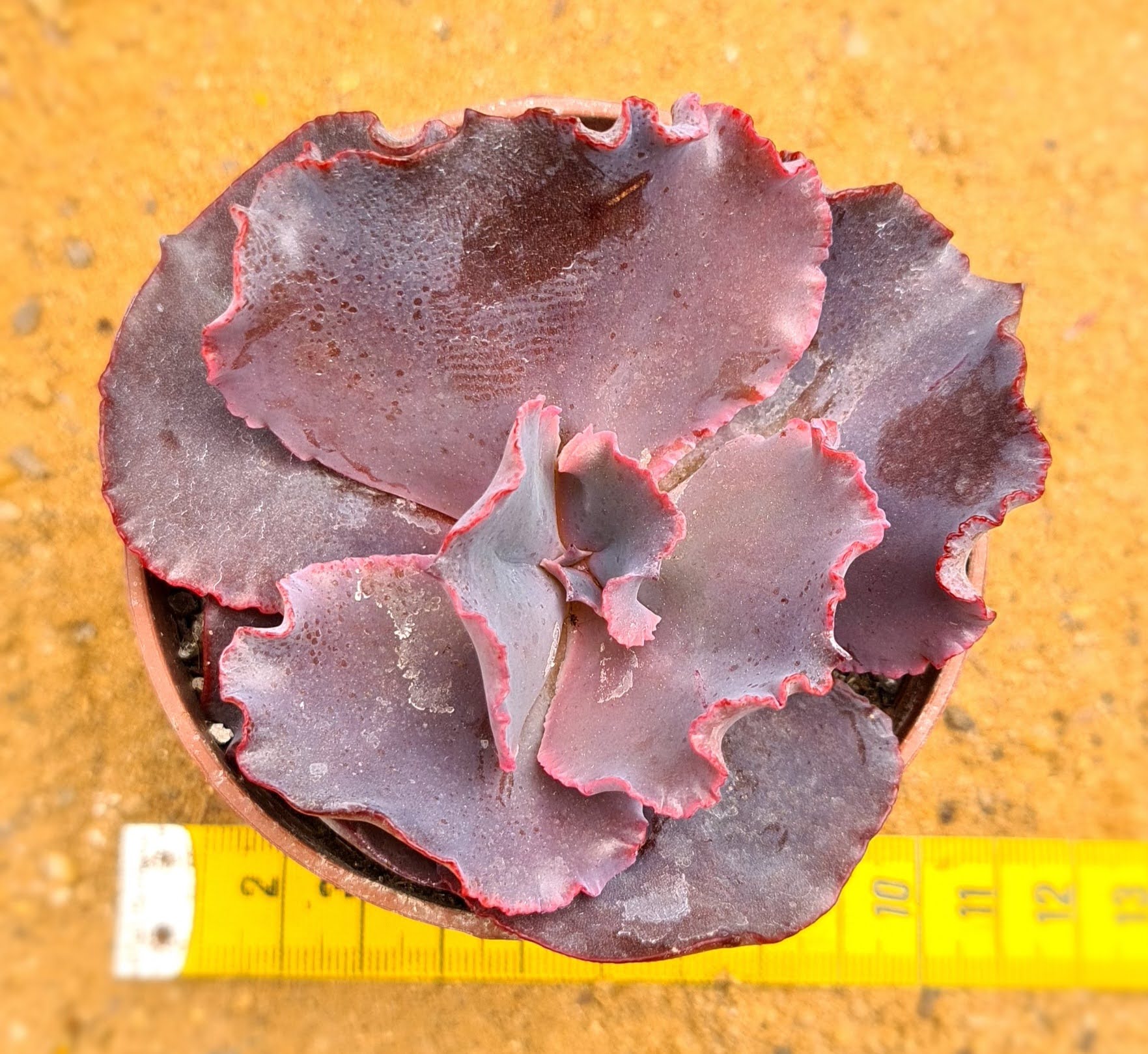 Echeveria Jane naylor - CACTUSCURITIBA