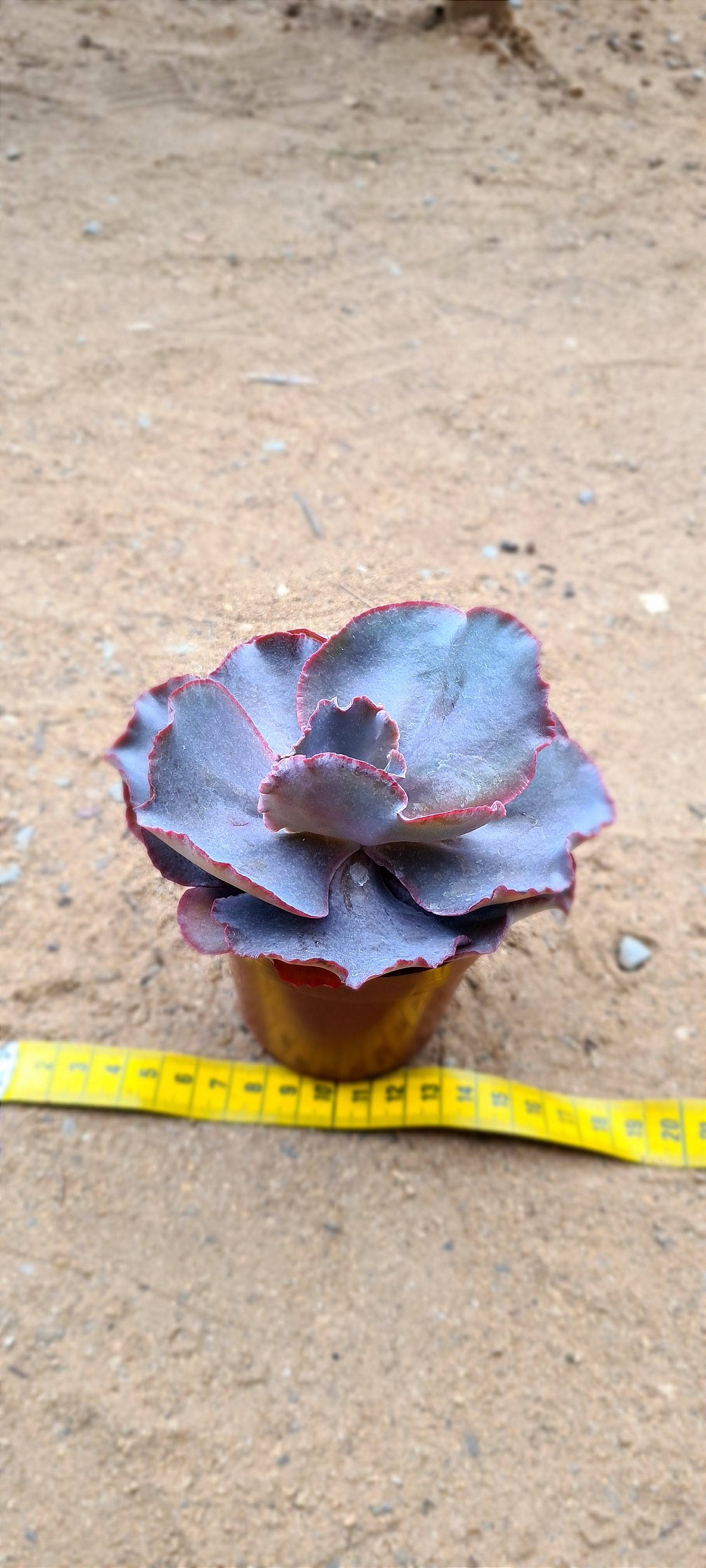 Echeveria Jane naylor - CACTUSCURITIBA