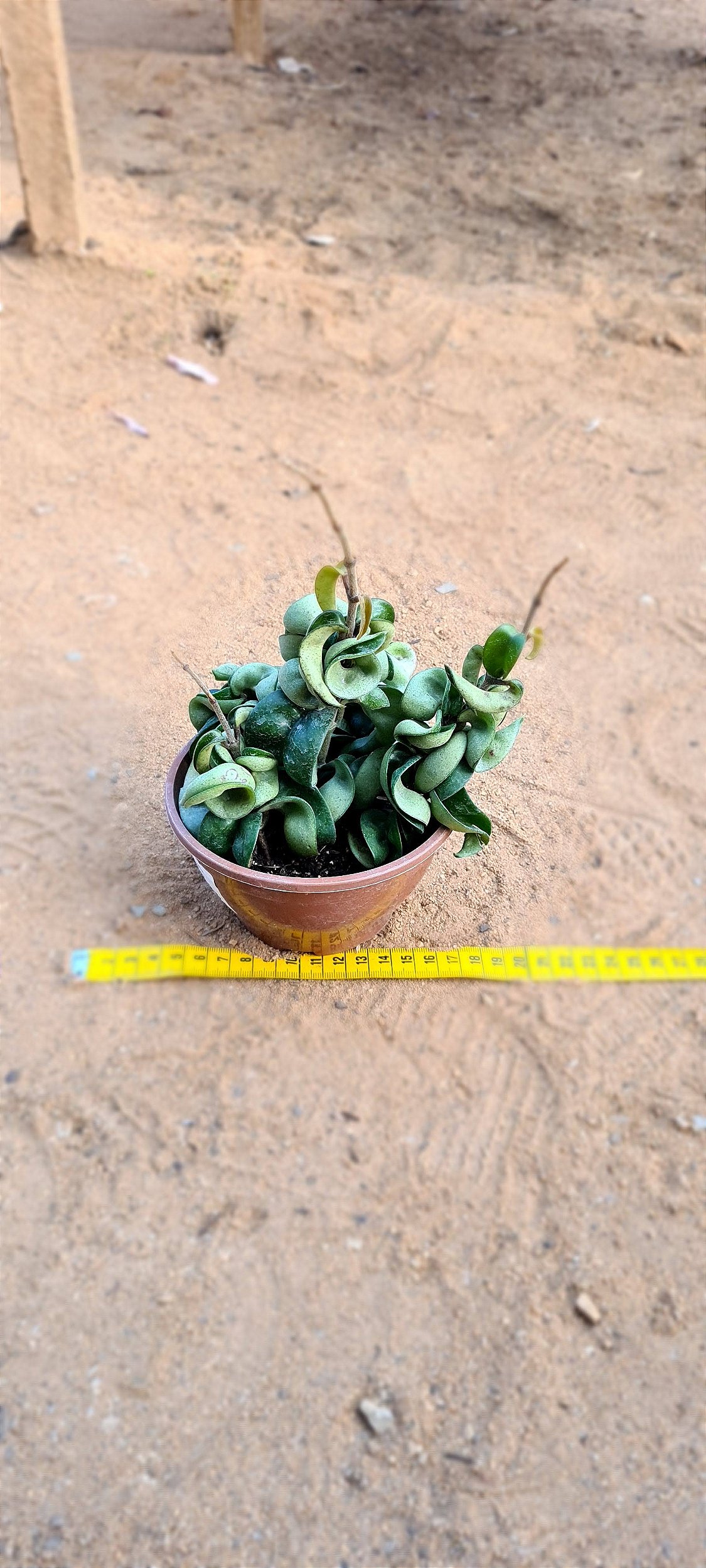 Hoya compacta green - CACTUSCURITIBA