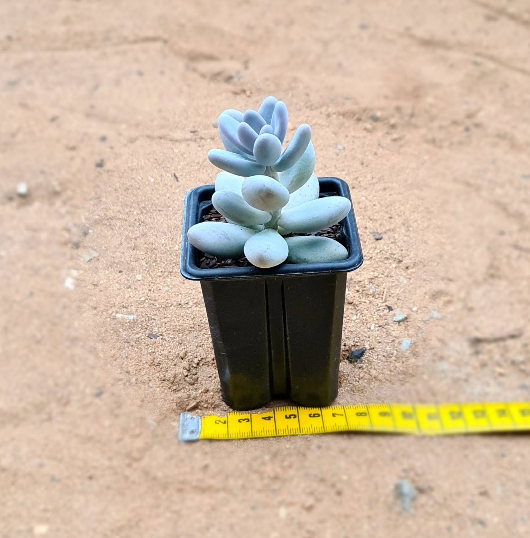 Sedum craigii - CACTUSCURITIBA