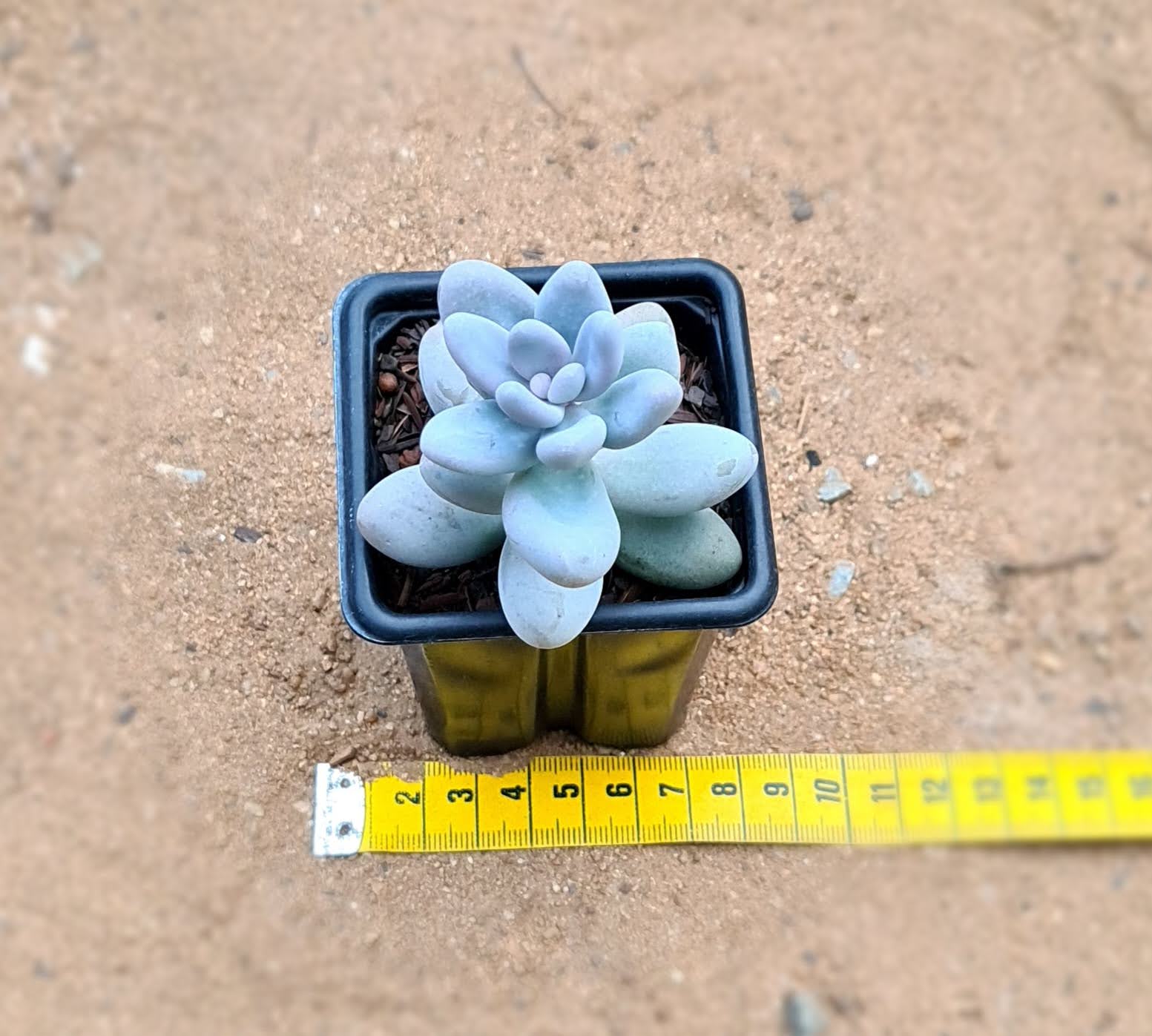 Sedum craigii - CACTUSCURITIBA