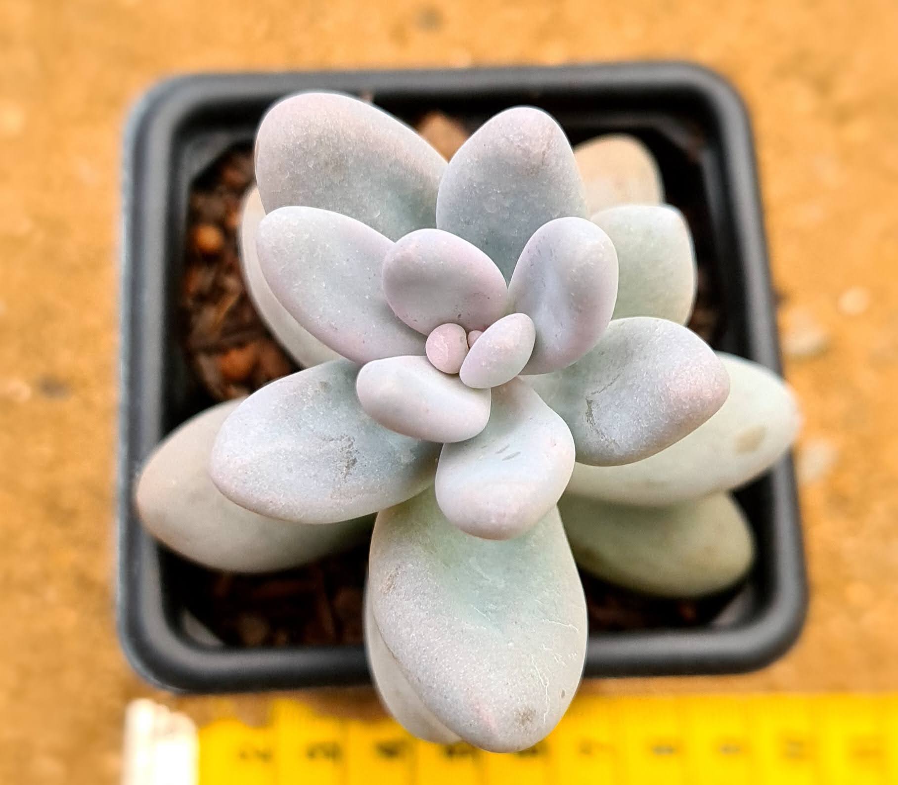 Sedum craigii - CACTUSCURITIBA