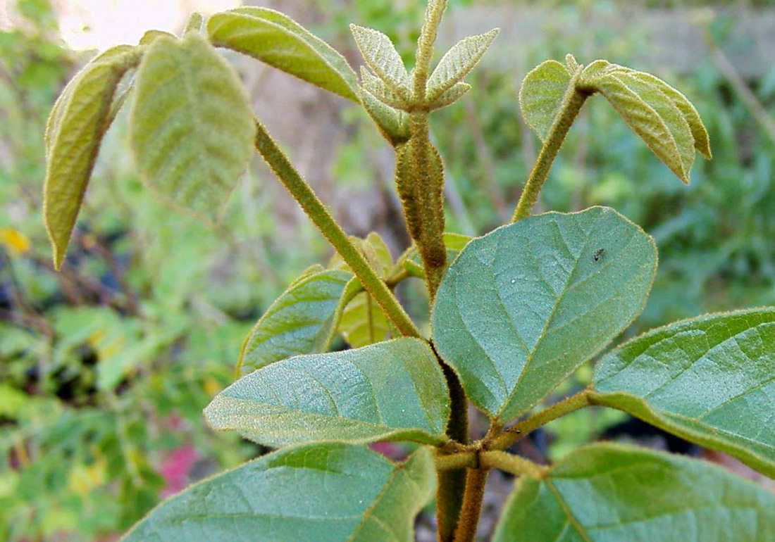 Ipê Amarelo Handroanthus Albus Muda Com Até 1 Metro Rebrotar Plantas