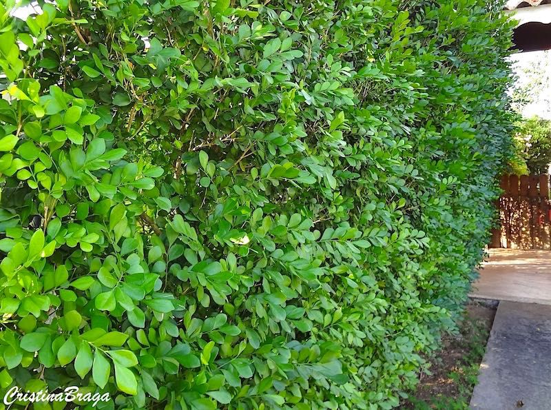 MURTA (Murraya Paniculata) - Rebrotar Plantas