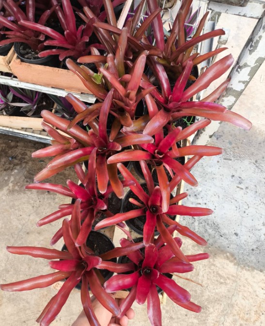 BROMÉLIA FIREBALL (Neoregelia 'Fireball') - Rebrotar Plantas
