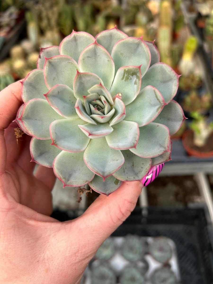 HÉRCULES (Echeveria hercules) - Rebrotar Plantas