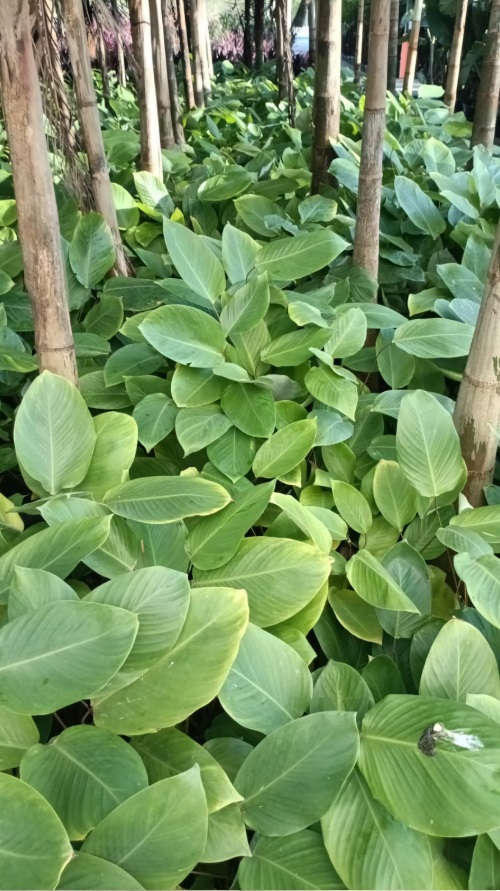 MINI MARANTA CHARUTO (Calathea lutea) - Muda com até 80 cm - Rebrotar ...