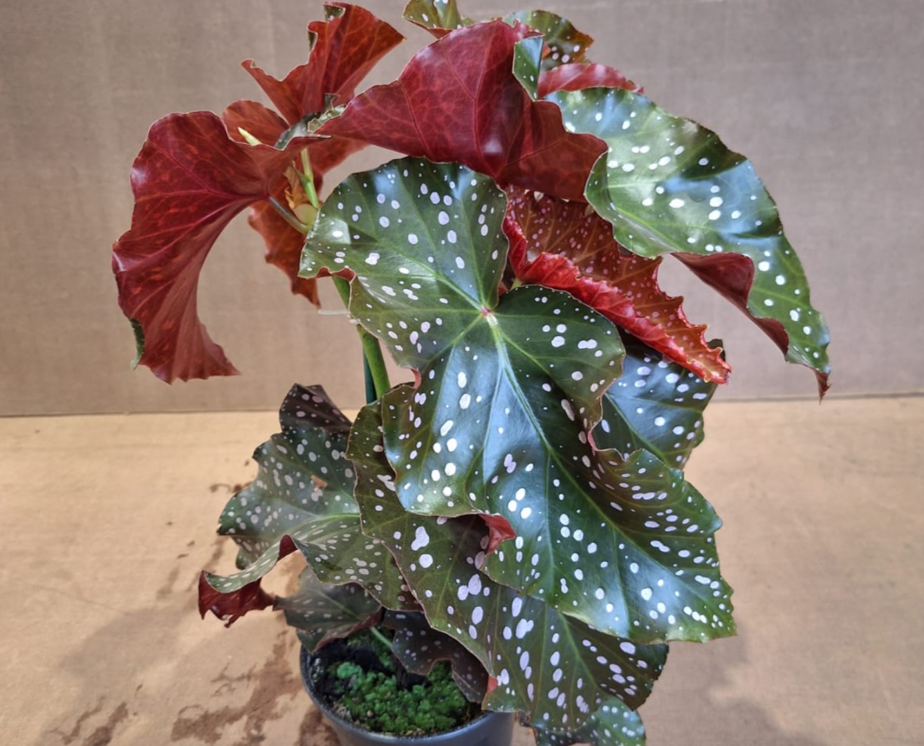 Begonia Maculata 'Mari' – Pote 15 - Rebrotar Plantas
